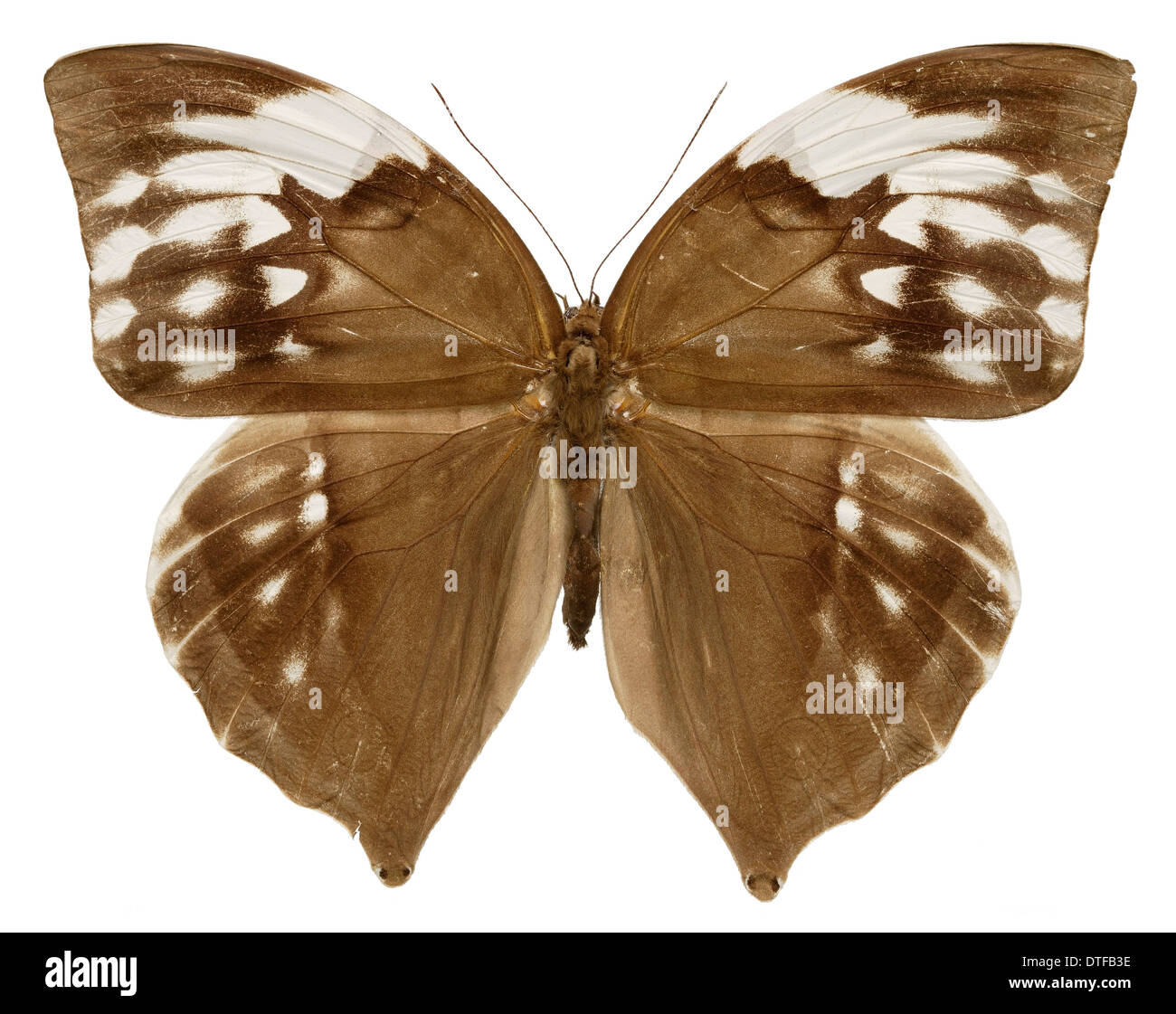 Saturn Butterfly
