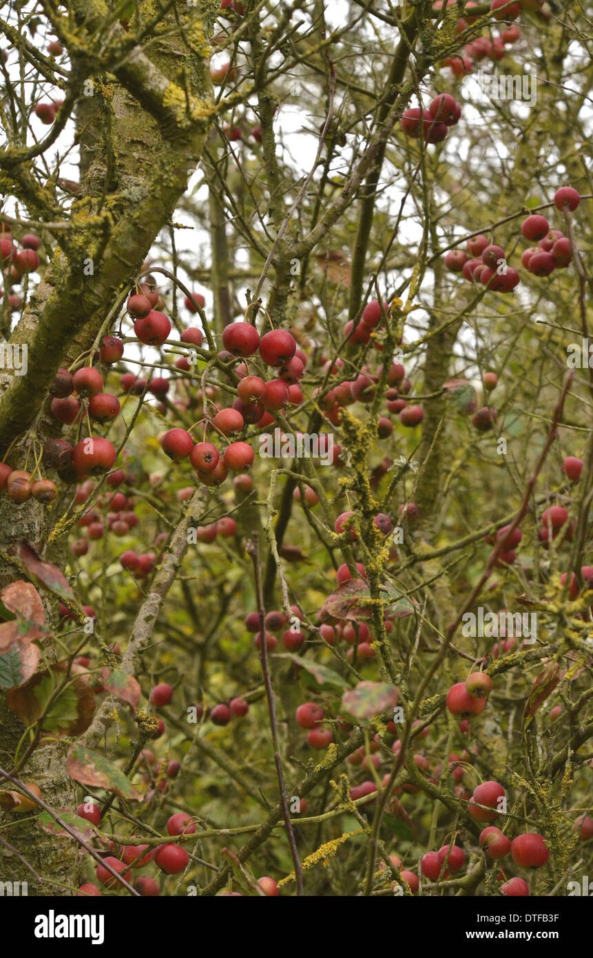 Crab apples clustered on branch. Foraging and dining on the wild ...