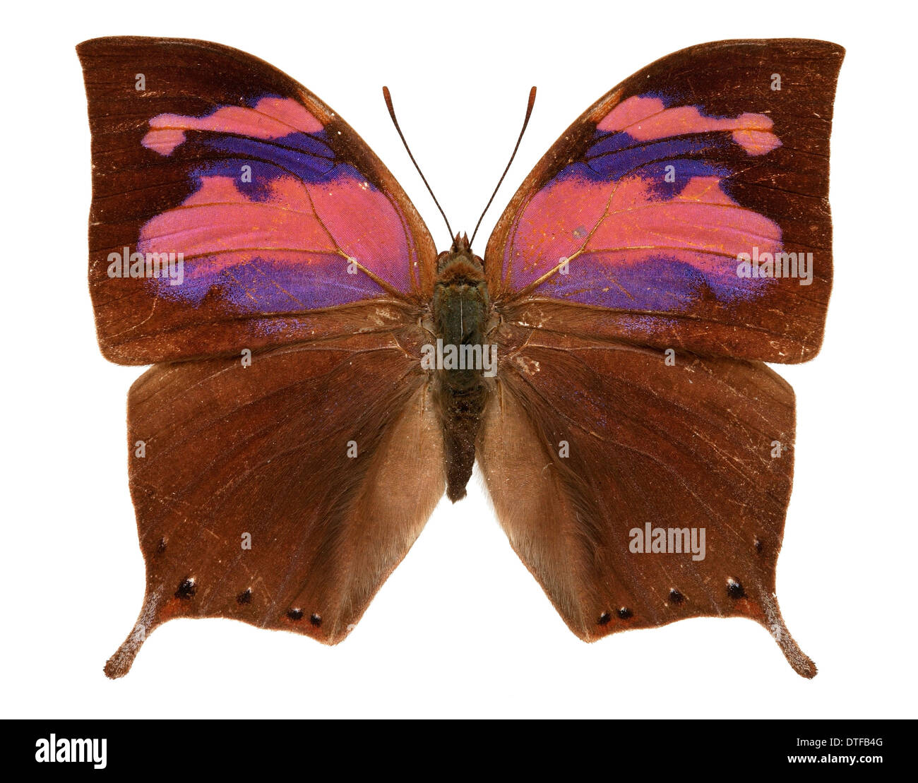 Anaea hi-res stock photography and images - Alamy