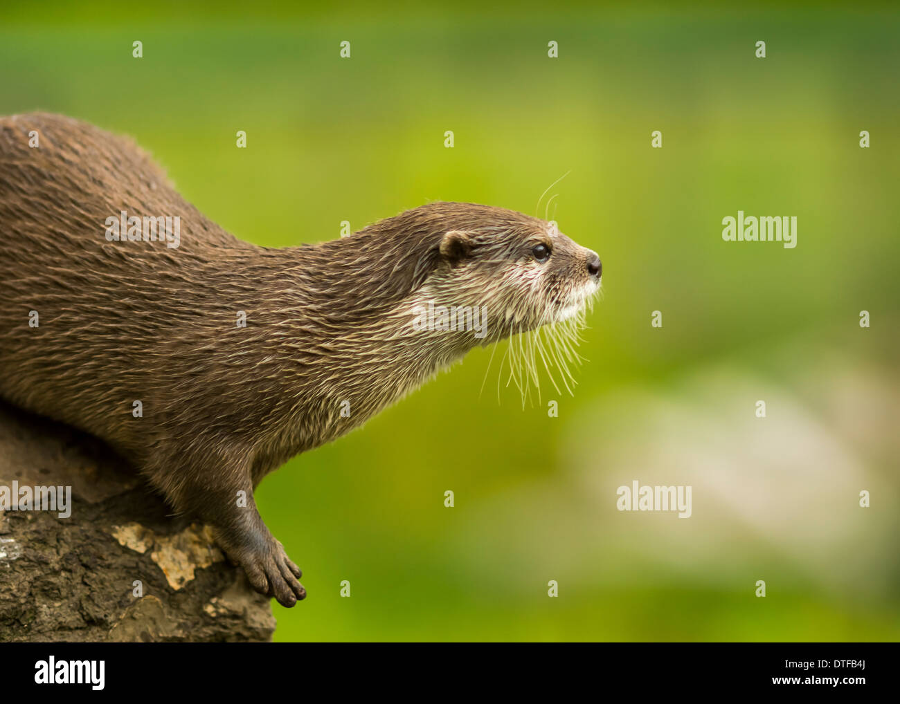 Clawless otter hi-res stock photography and images - Alamy