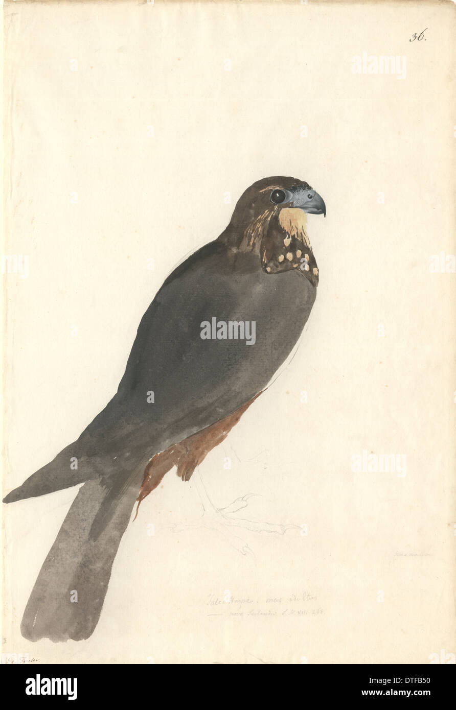 George and falcon hi-res stock photography and images - Alamy