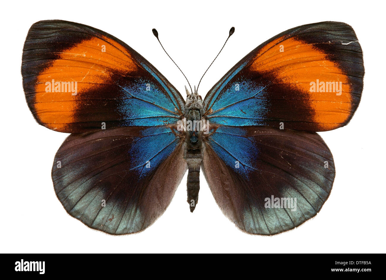 Sapphira Stock Photos & Sapphira Stock Images - Alamy