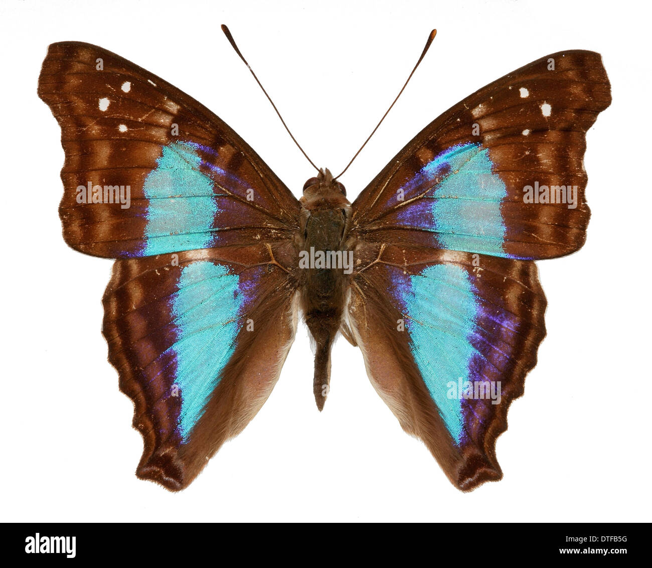 Chlorippe seraphina hi-res stock photography and images - Alamy