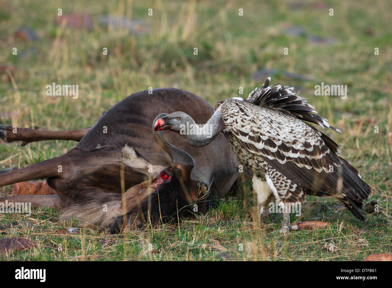 Vulture death vultures africa hi-res stock photography and images - Alamy