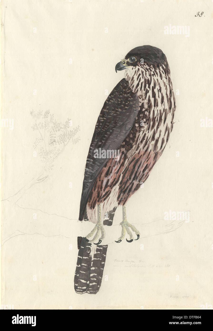 George and falcon hi-res stock photography and images - Alamy