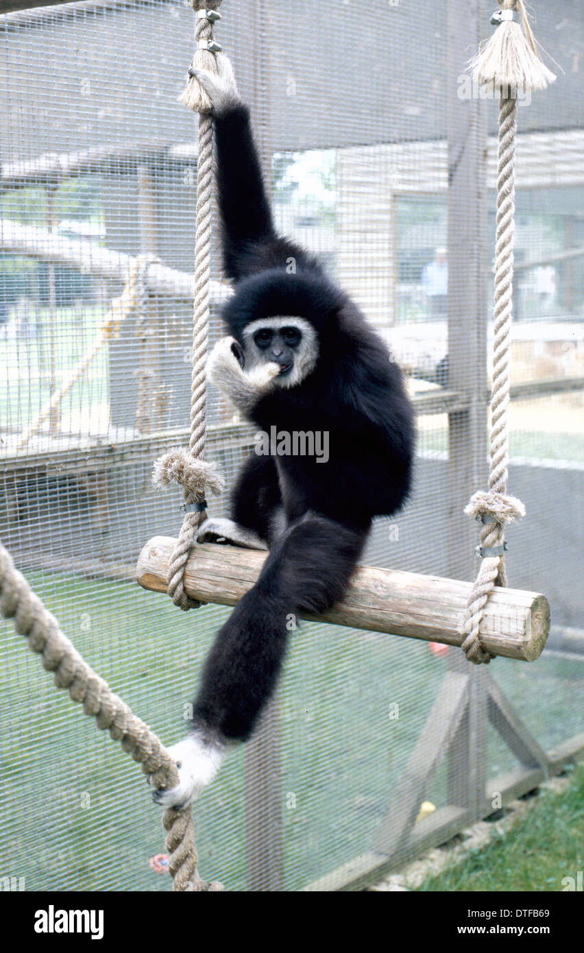 Hylobatidae lar hi-res stock photography and images - Alamy