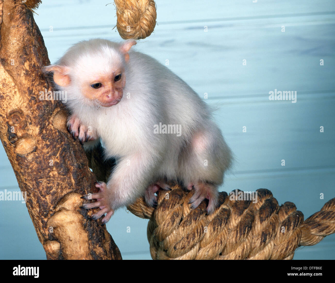 Callithrix argentata hi-res stock photography and images - Alamy