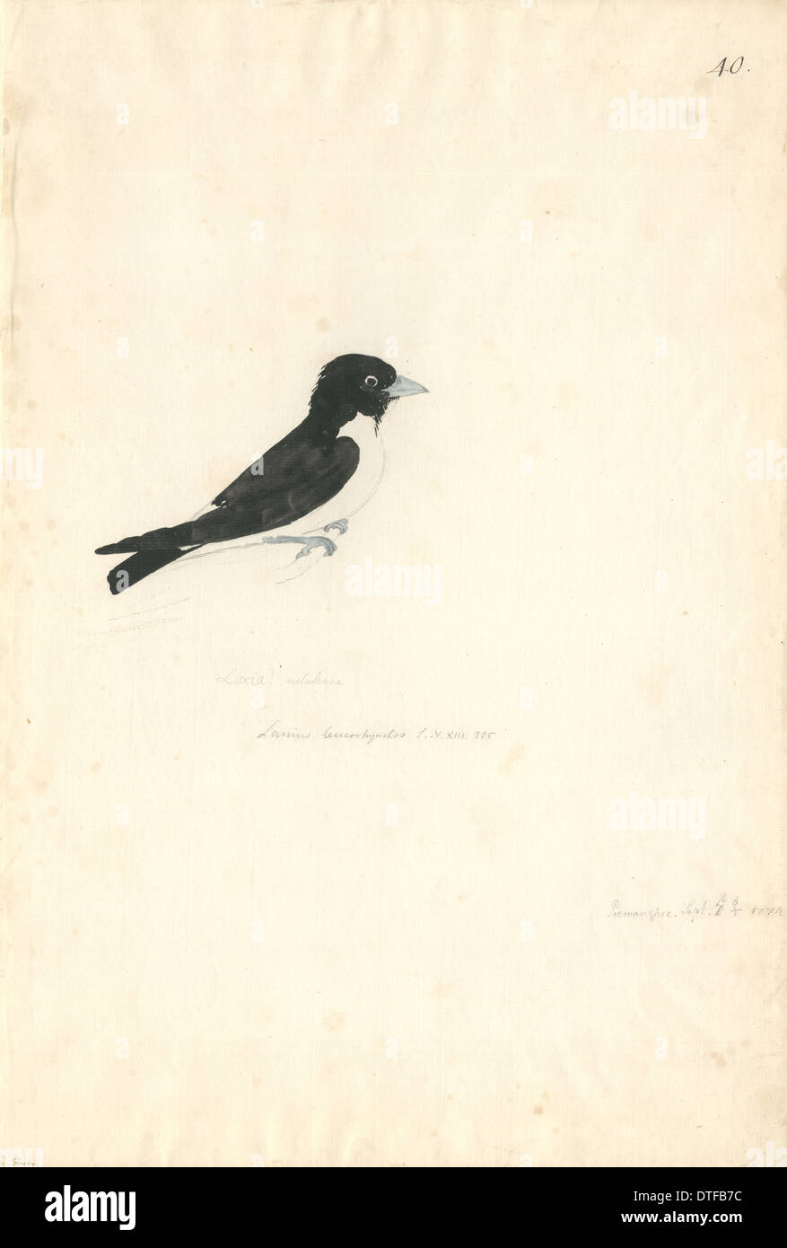 Artamus leucorhynchus, white-breasted woodswallow Stock Photo - Alamy