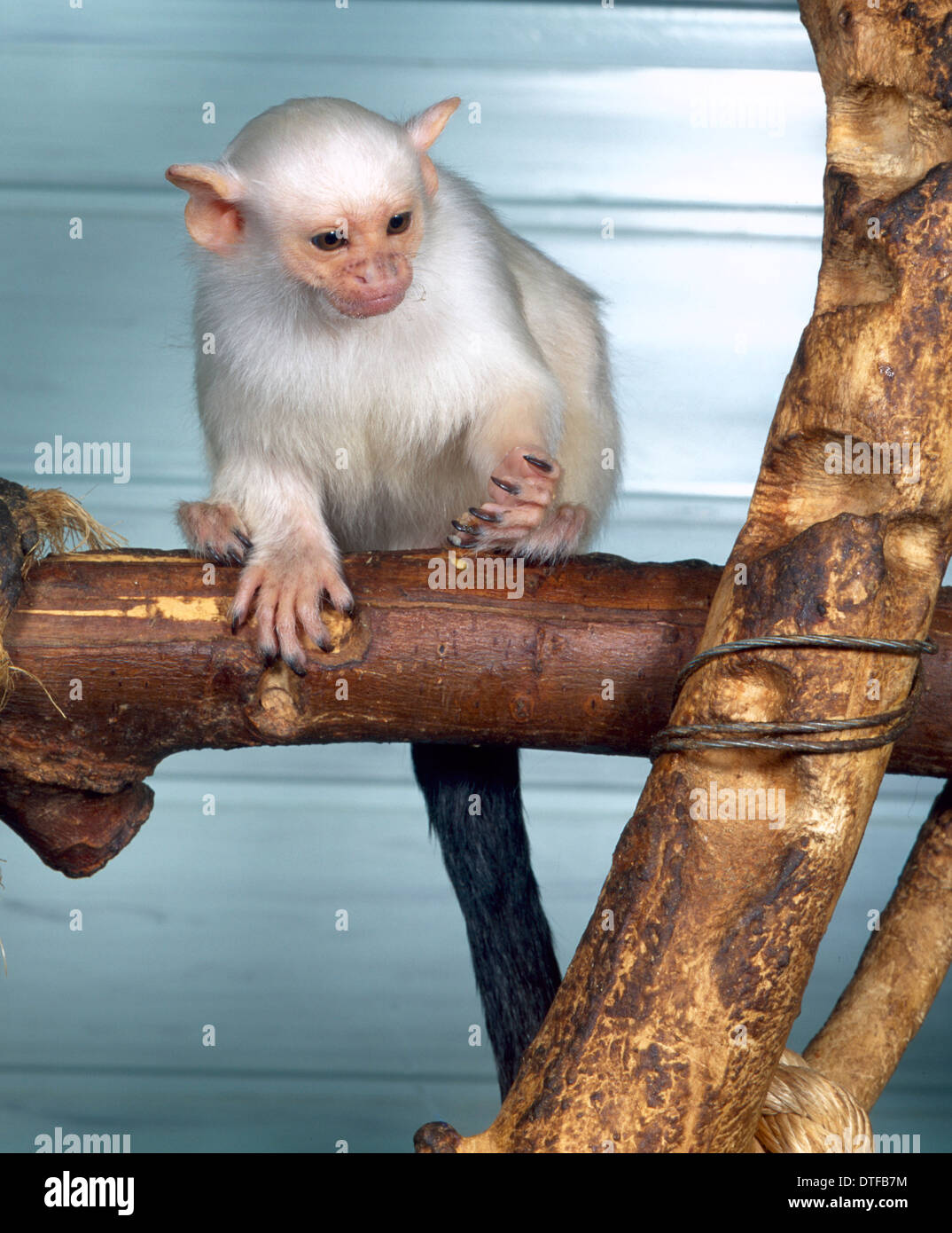 Callithrix argentata hi-res stock photography and images - Alamy