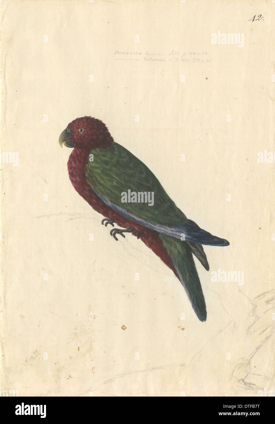 Red shining parrot bird hi-res stock photography and images - Alamy