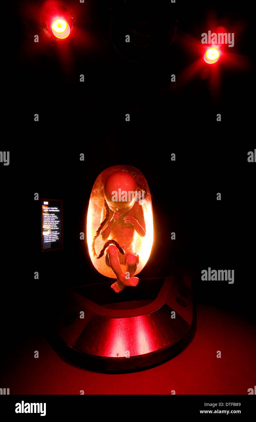 Human Biology Gallery Stock Photo - Alamy