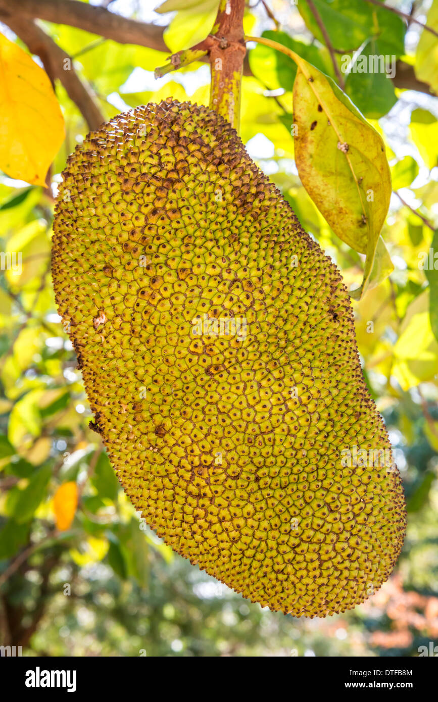 Big jack fruit hanging on the tree in Thailand Stock Photo - Alamy