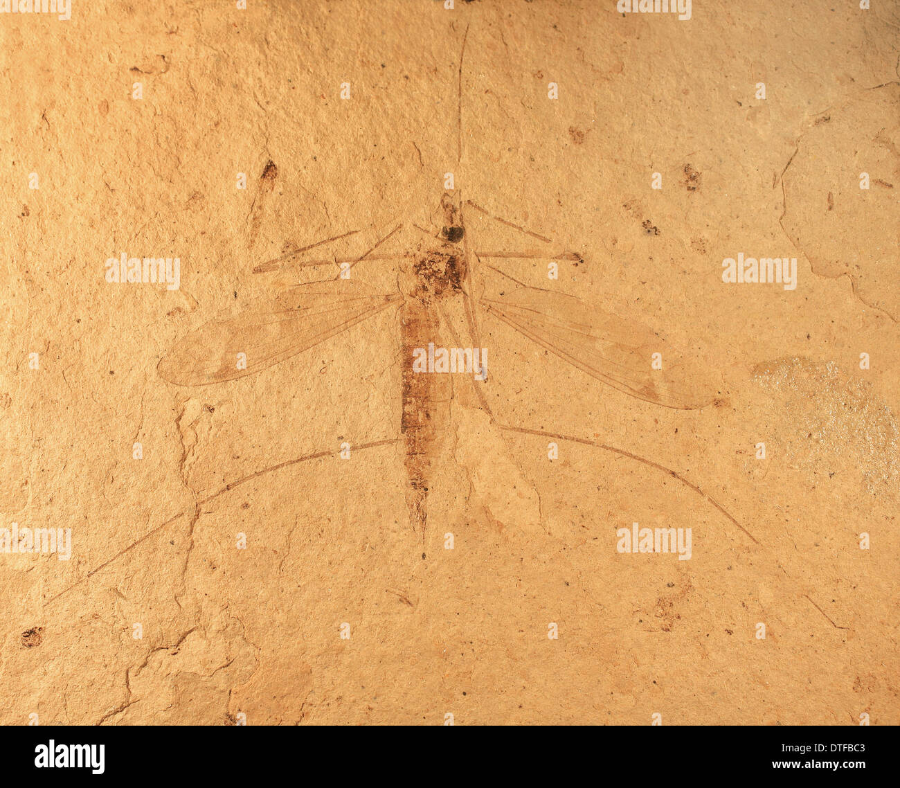 Insect wing fossil hi-res stock photography and images - Alamy