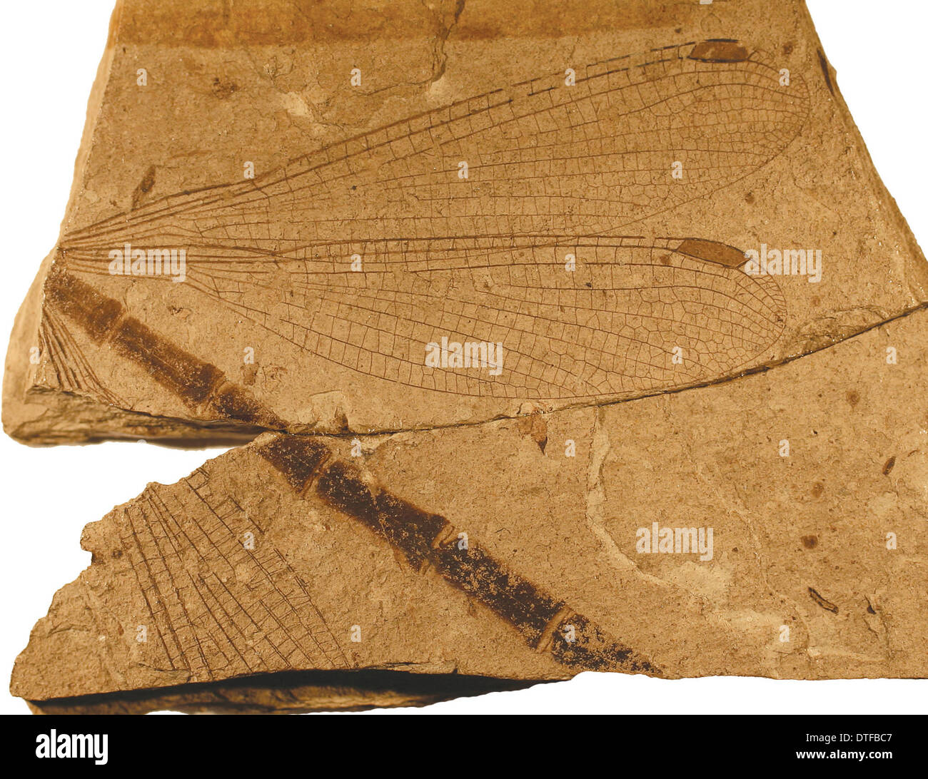 Insect wing fossil hi-res stock photography and images - Alamy