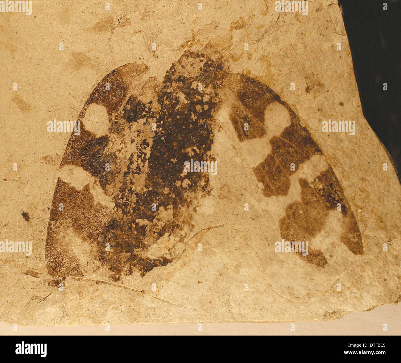 Fossil frog hi-res stock photography and images - Alamy