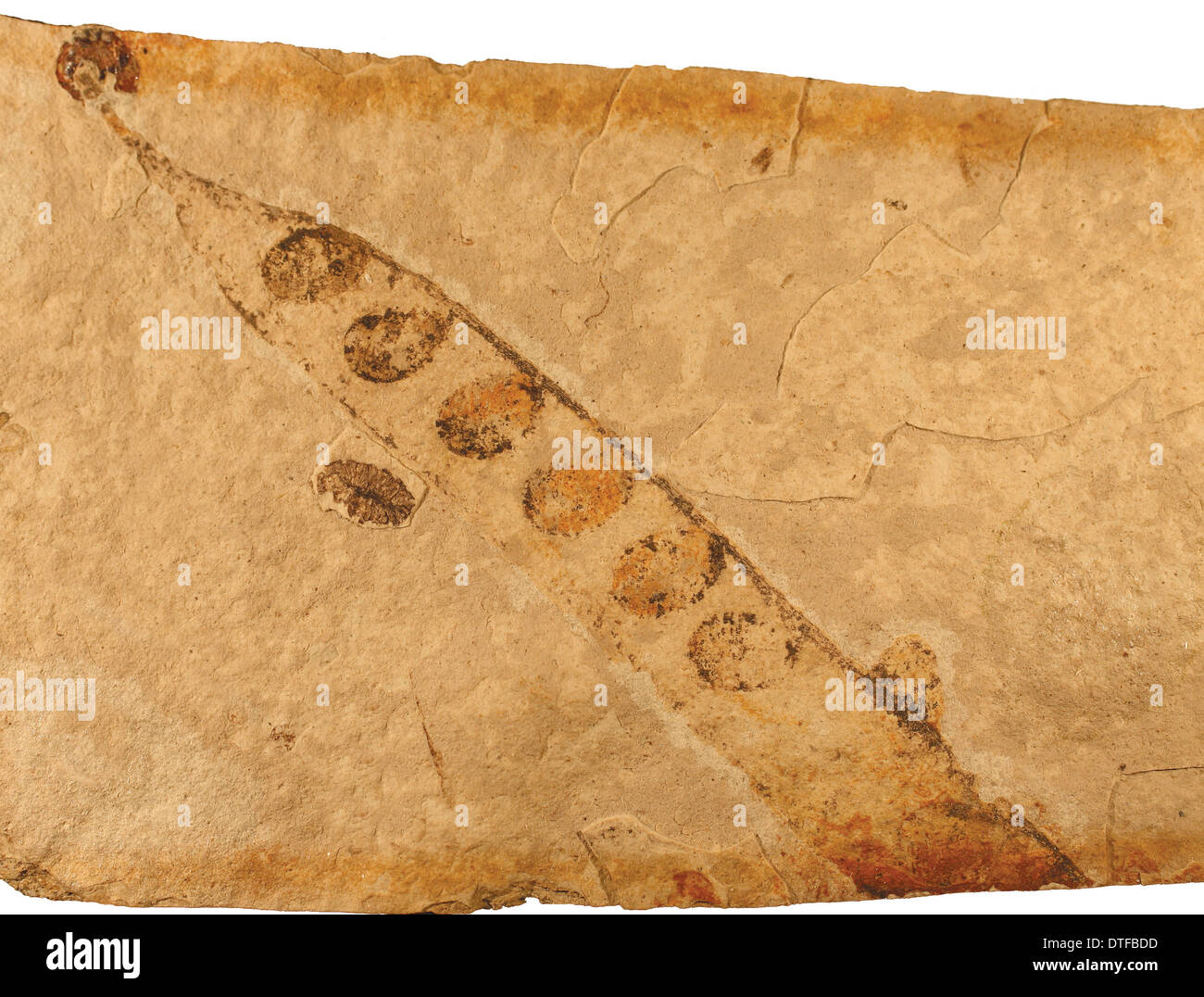 Angiosperm fossil hi-res stock photography and images - Alamy