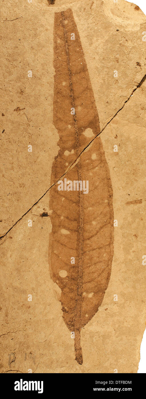 Fossil leaf insect damage hi-res stock photography and images - Alamy