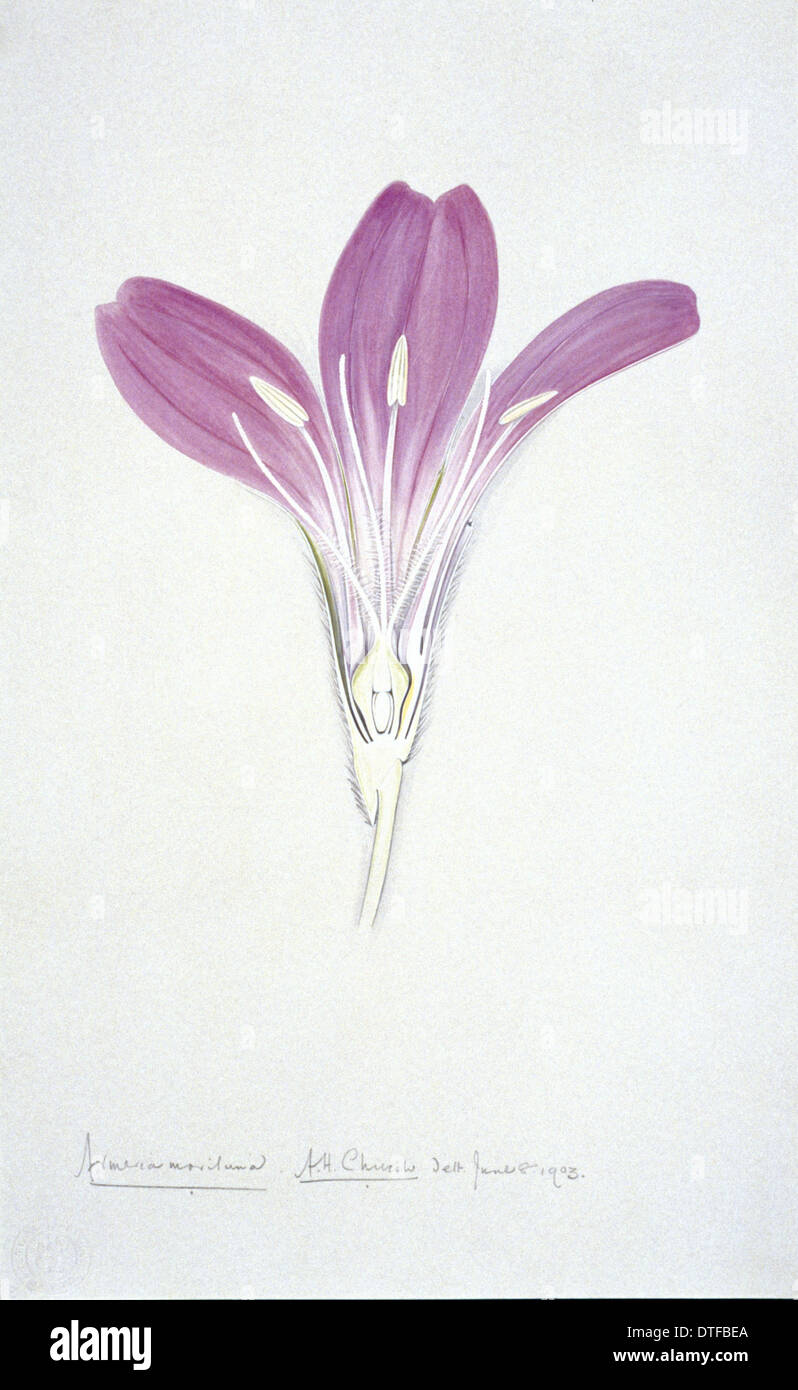 Flower illustration by Arthur Church Stock Photo - Alamy