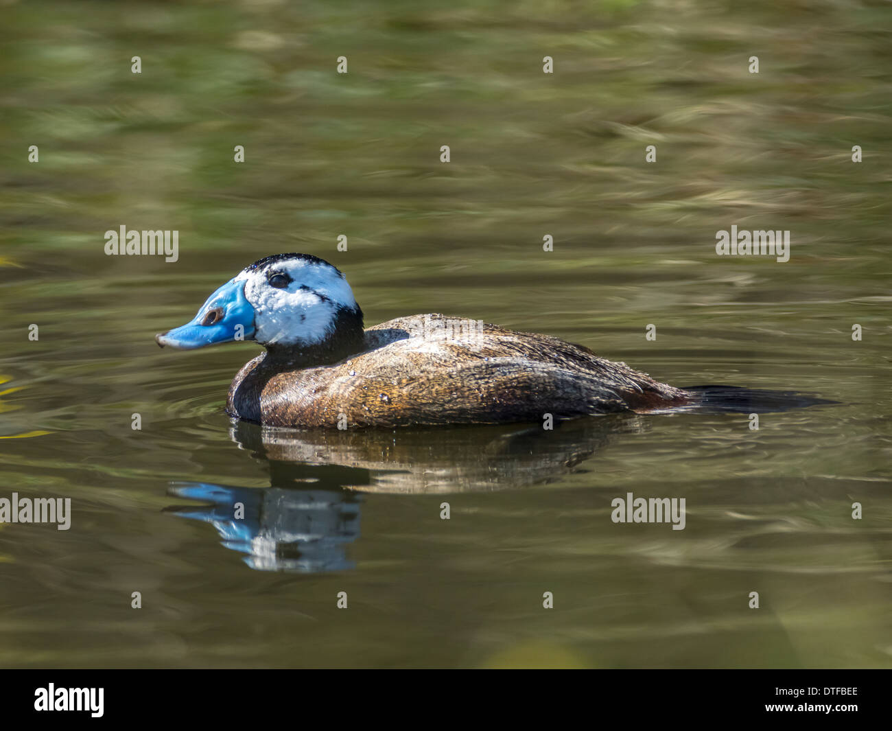 Stiff Tailed Duck Stock Photo - Alamy