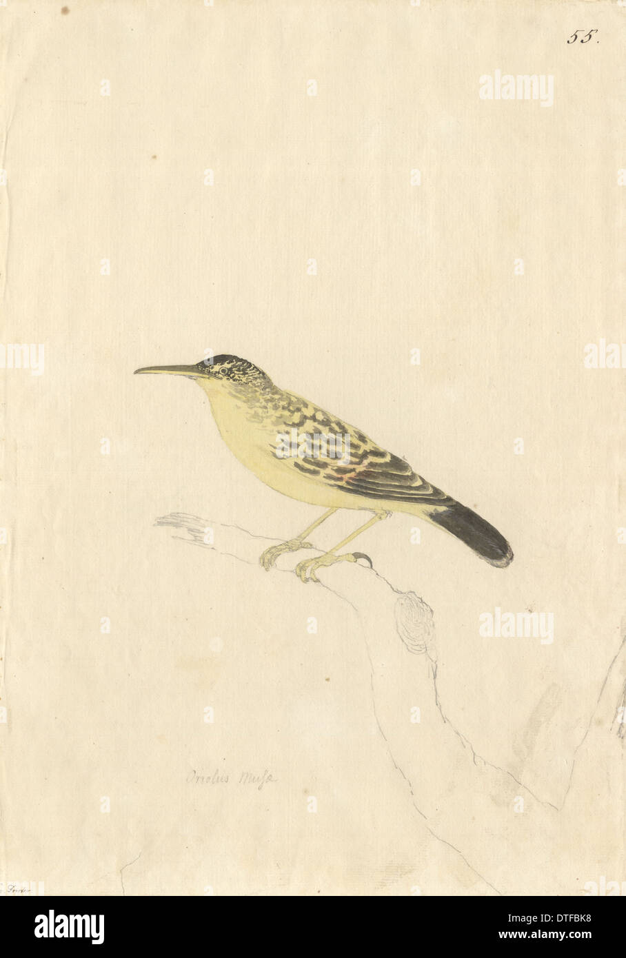 Tahiti reed warbler hi-res stock photography and images - Alamy