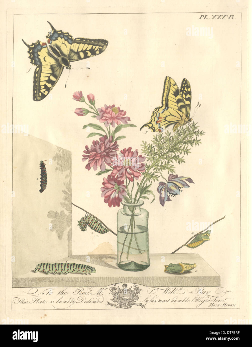 Moses harris hi-res stock photography and images - Alamy