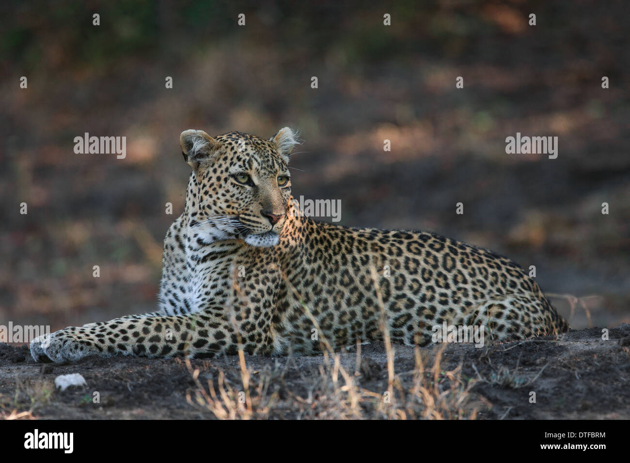 Leopard spotted hi-res stock photography and images - Alamy