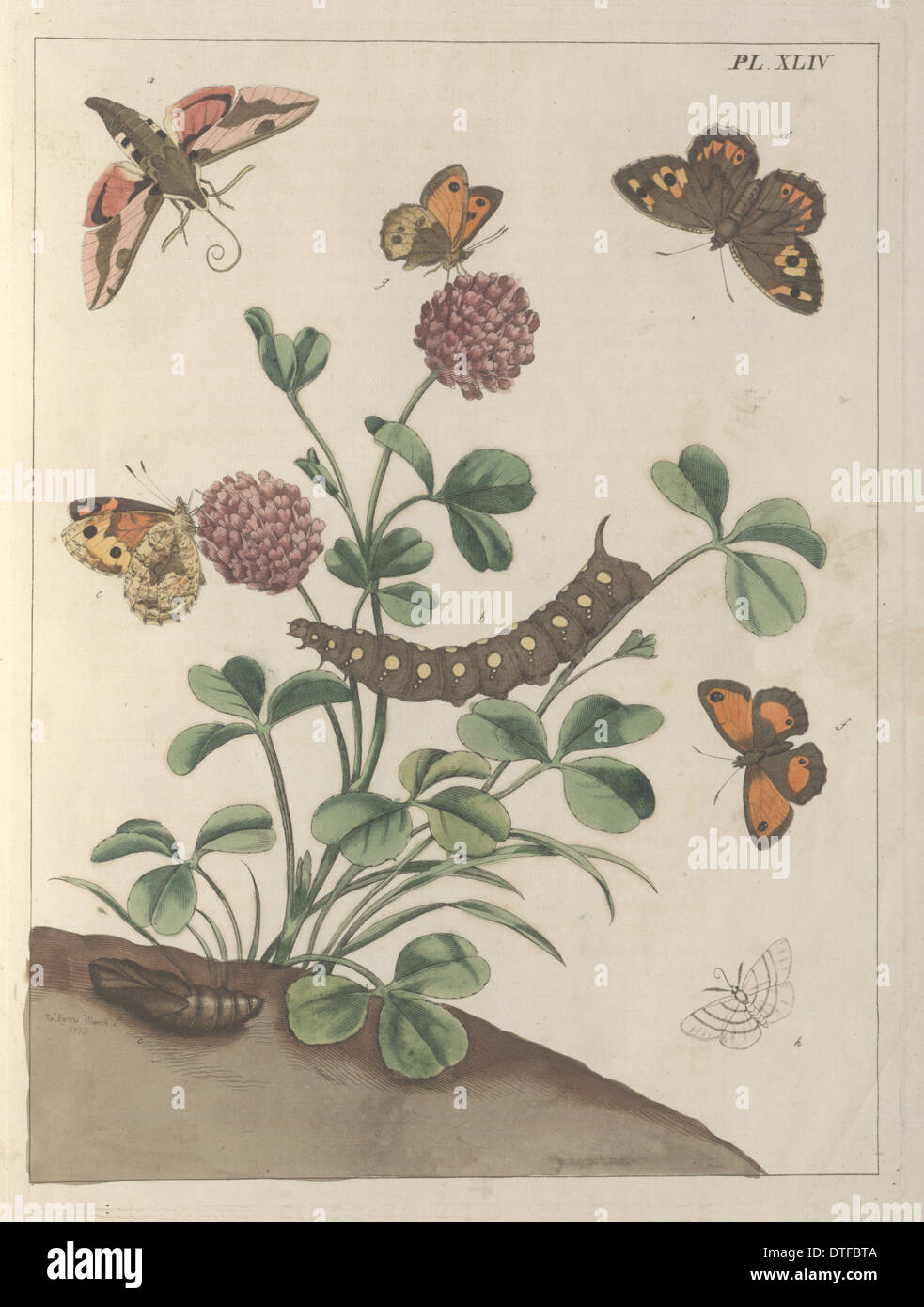 Xliv hi-res stock photography and images - Alamy