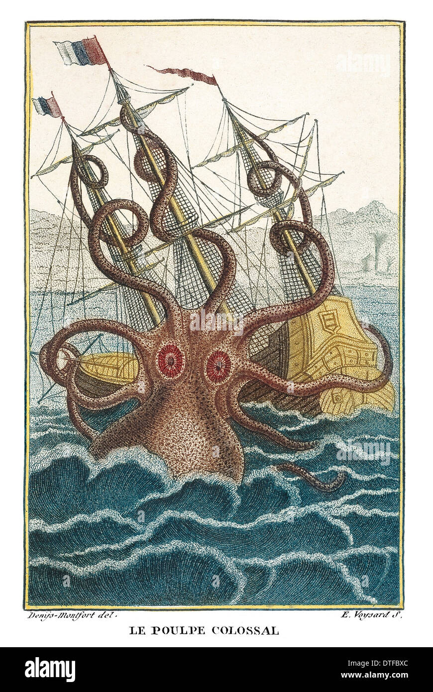 Octopus anatomy hi-res stock photography and images - Alamy