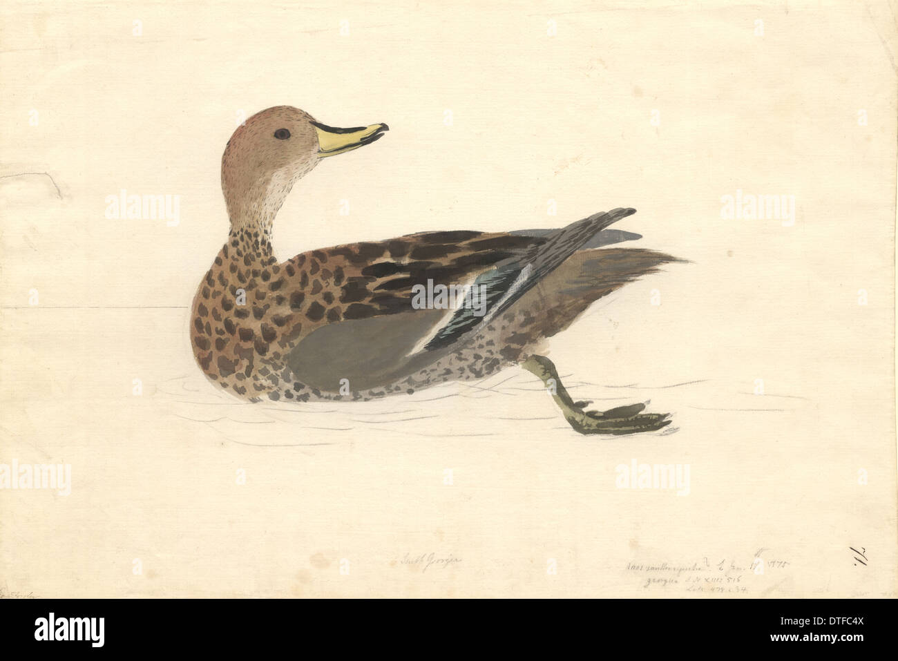 Anas georgica, yellow-billed pintail Stock Photo - Alamy