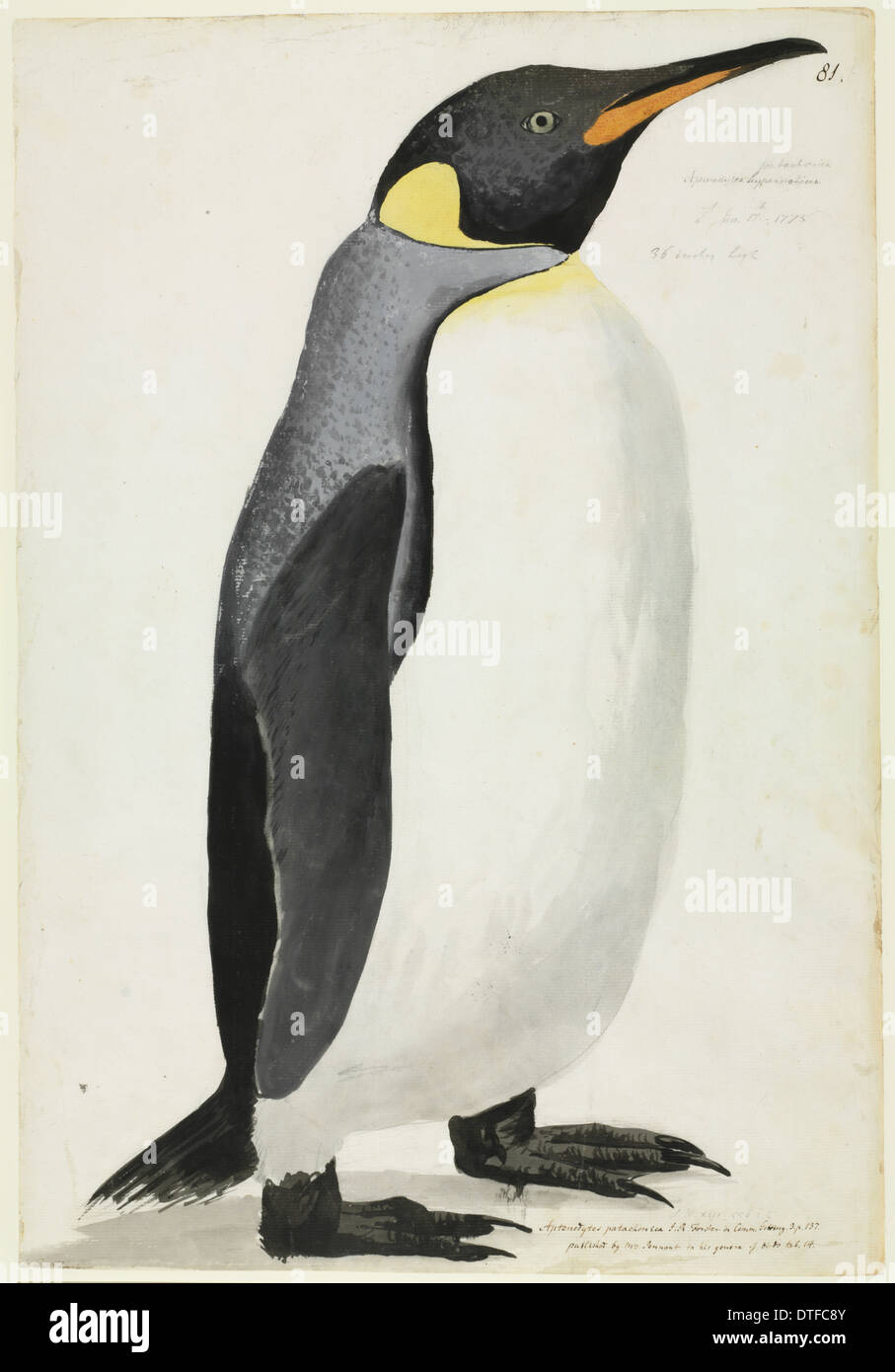 Aptenodytes patagonicus, king penguin Stock Photo - Alamy