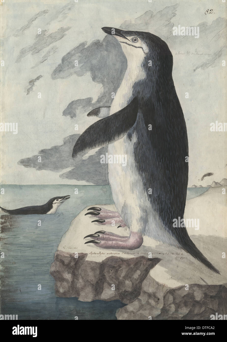 Penguin claw hi-res stock photography and images - Alamy