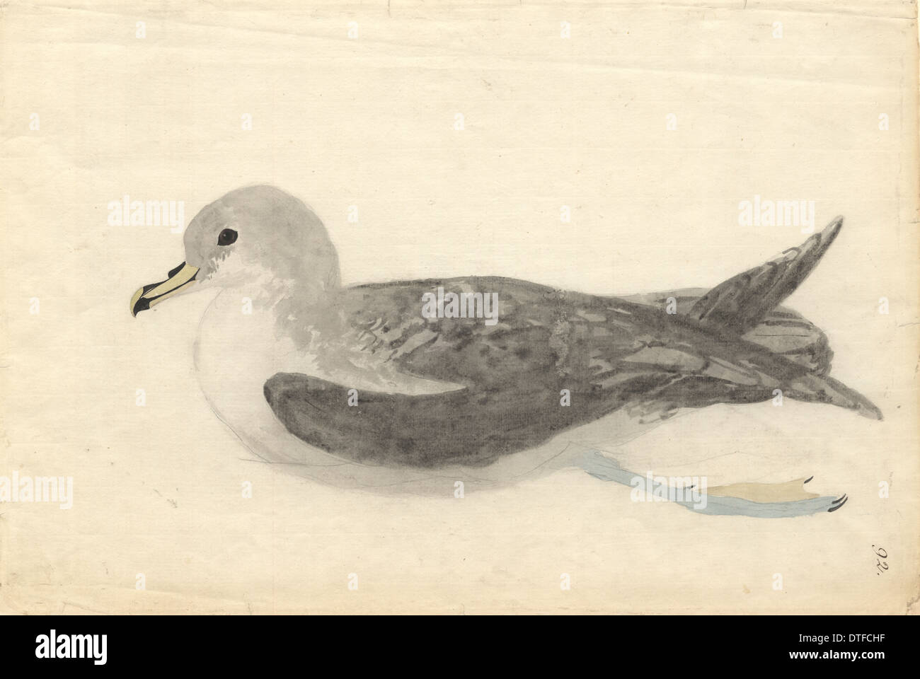 Procellaria cinerea, grey petrel Stock Photo - Alamy