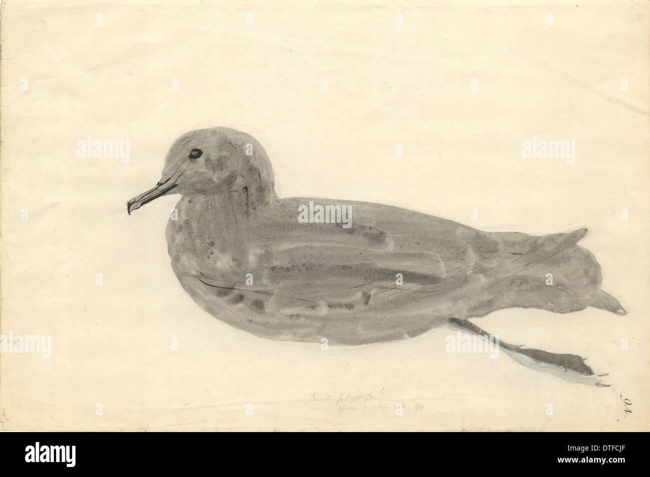 Sooty shearwater puffinus griseus hi-res stock photography and images ...