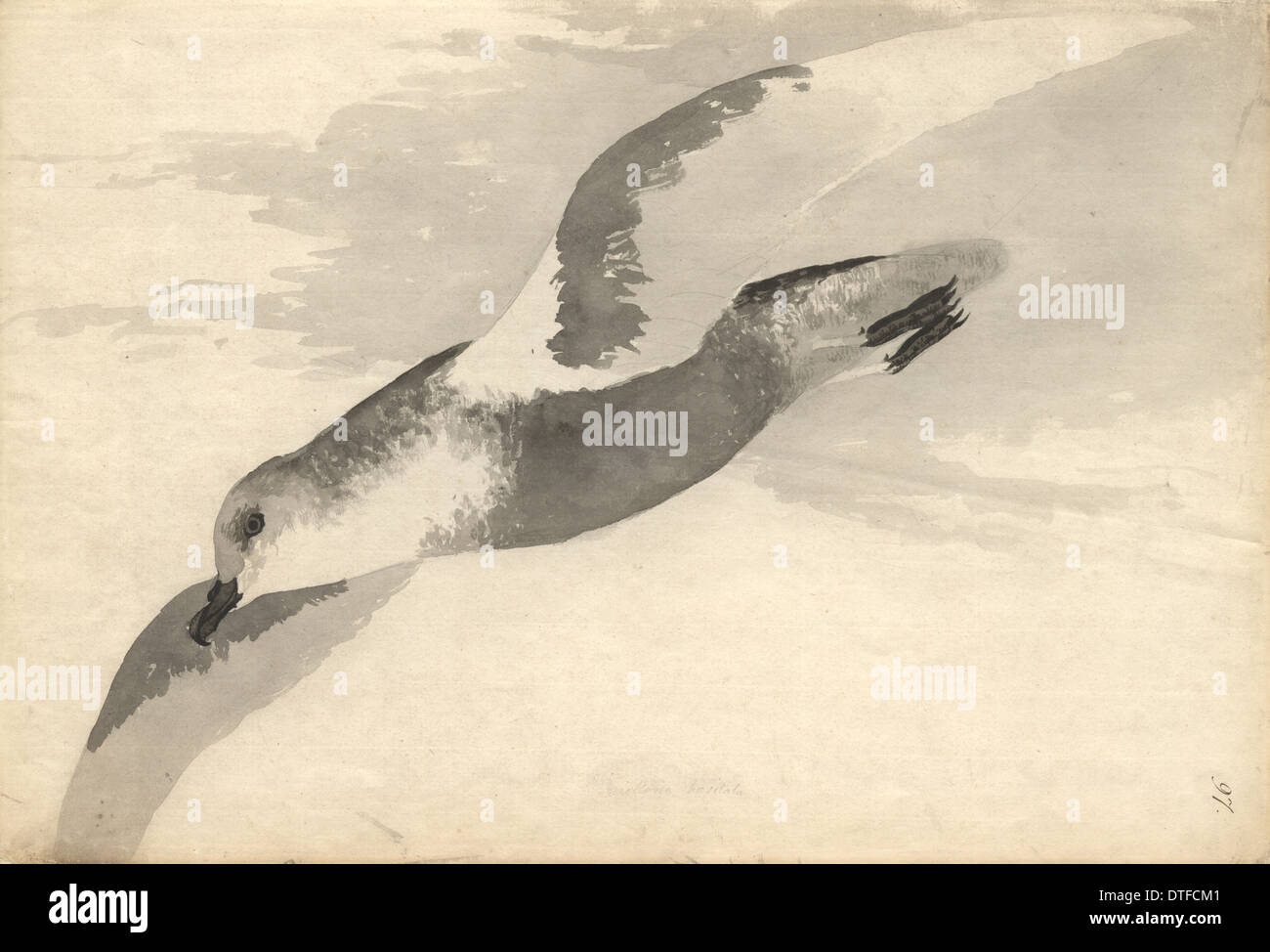 Pterodroma hi-res stock photography and images - Alamy