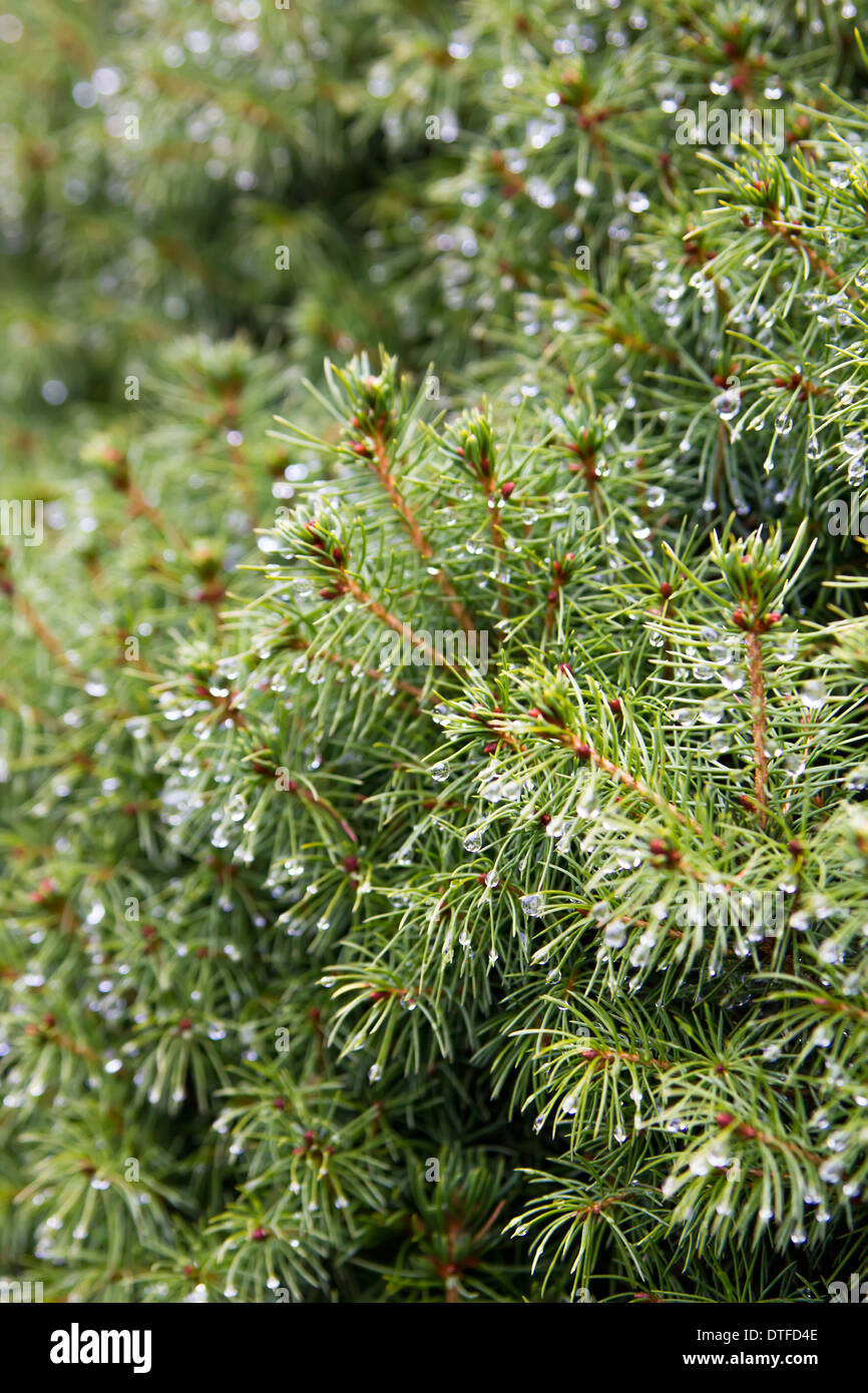 droplets of morning dew on the coniferous tree Stock Photo - Alamy