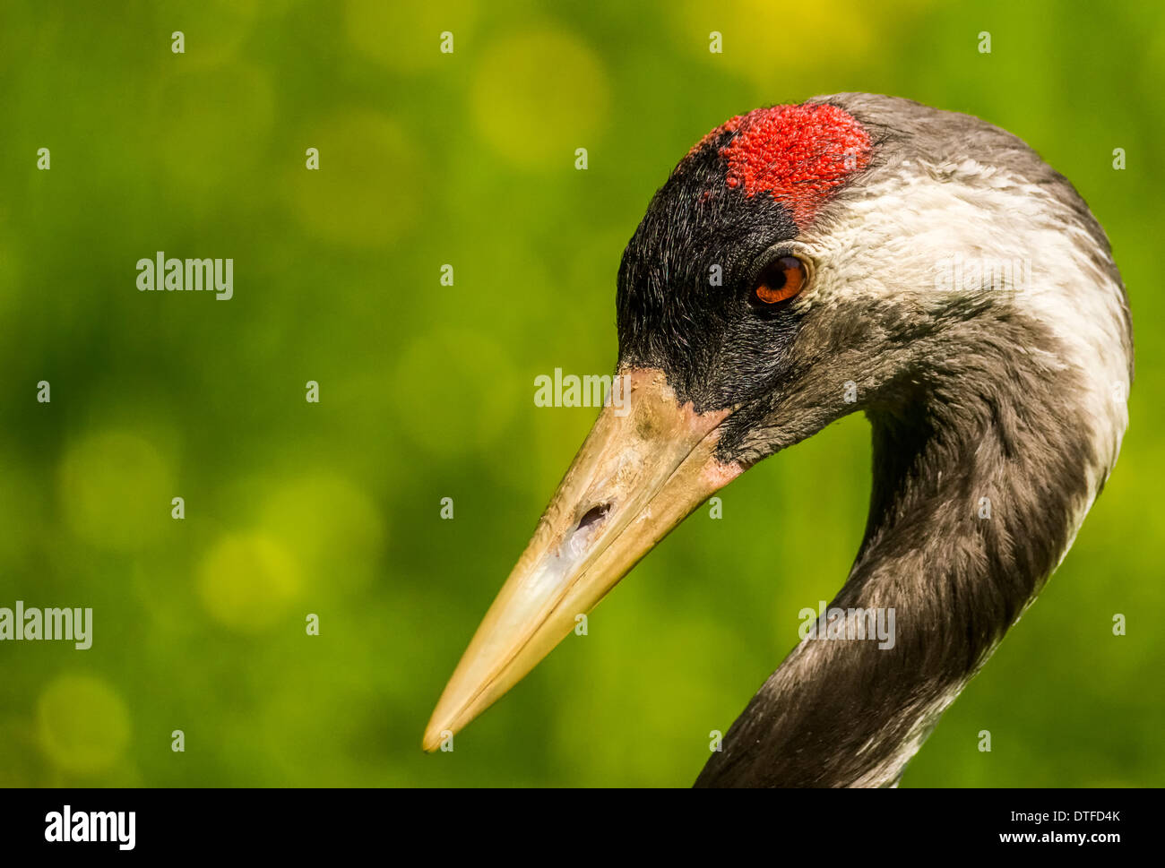 Common crane hi-res stock photography and images - Alamy