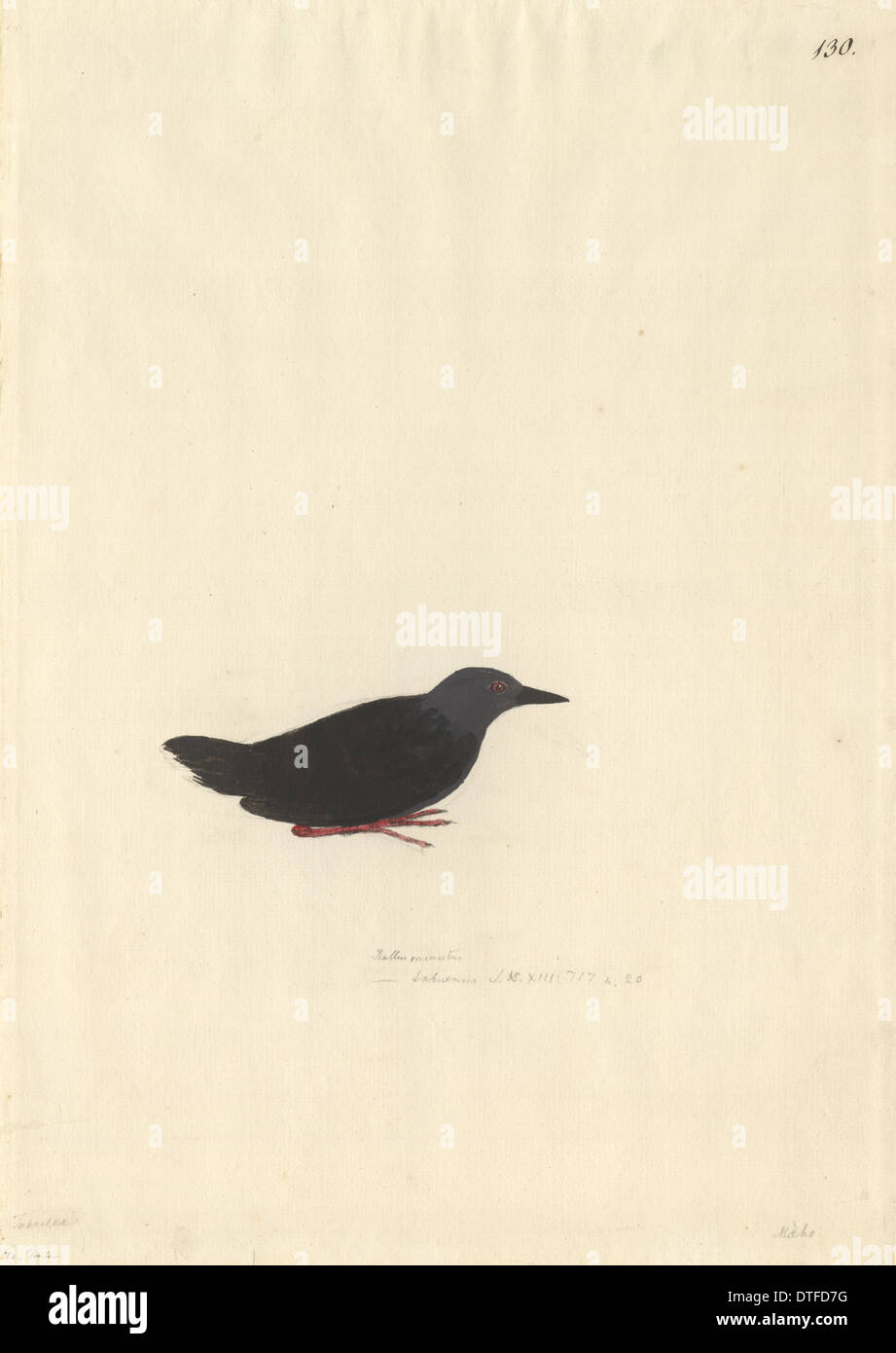 Porzana tabuensis hi-res stock photography and images - Alamy