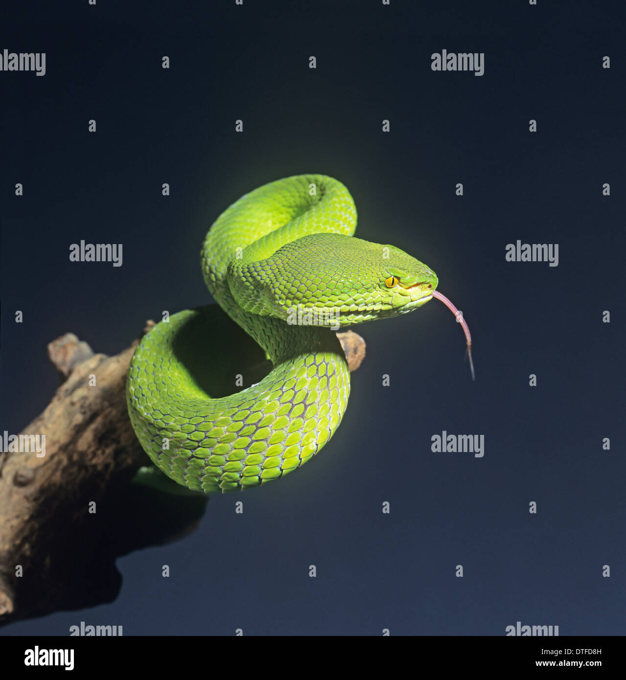 Eunectes murinus, green anaconda Stock Photo - Alamy