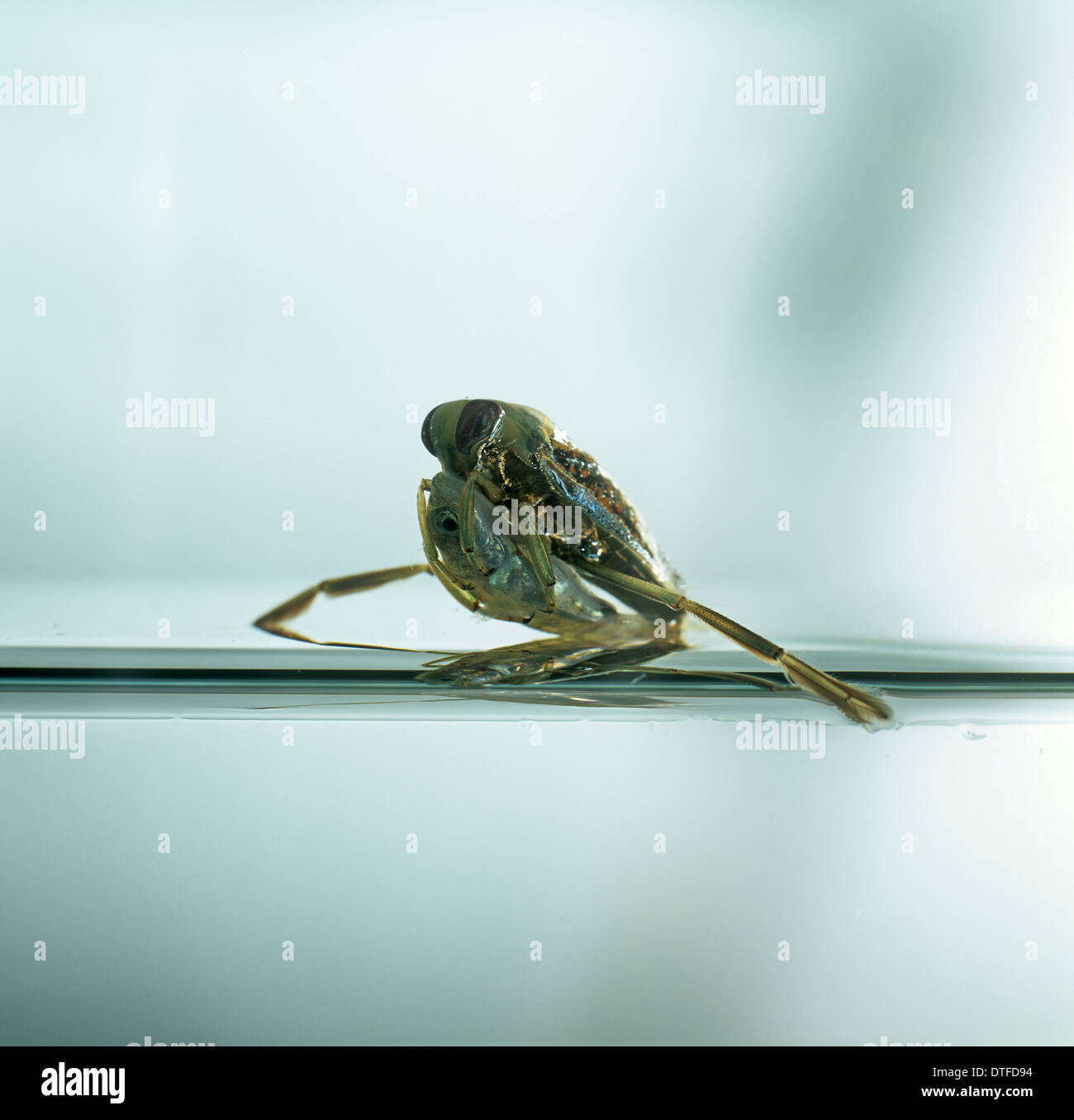 Corixidae hi-res stock photography and images - Alamy