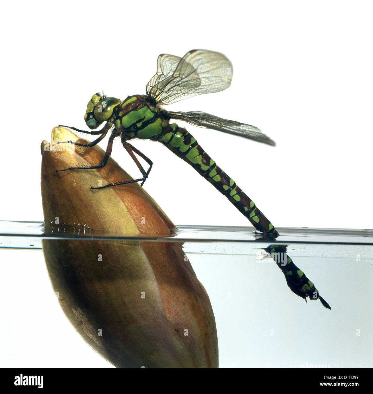 Odonata (order), dragonfly Stock Photo - Alamy