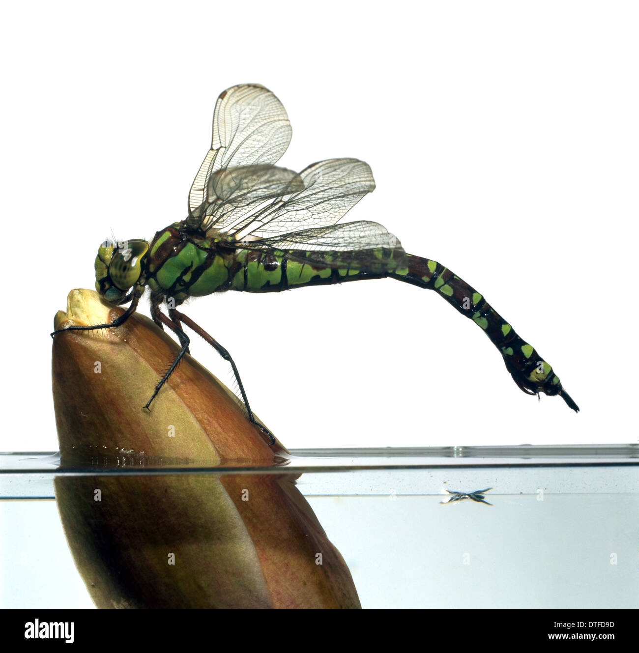 Suborder hi-res stock photography and images - Alamy