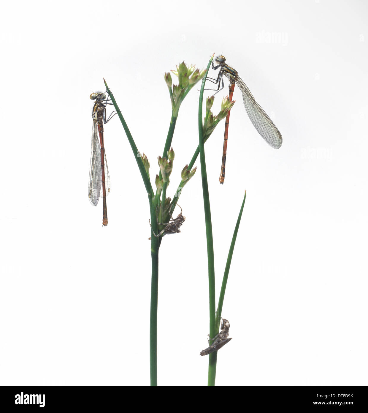 Suborder hi-res stock photography and images - Alamy