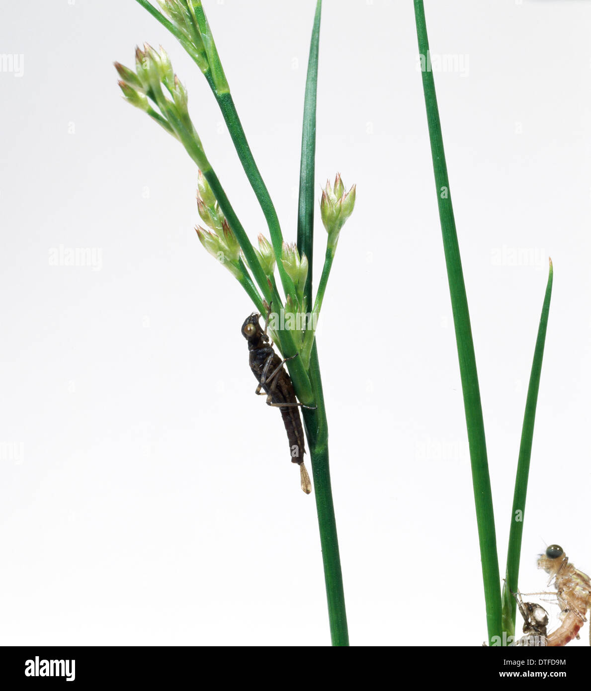 Suborder hi-res stock photography and images - Alamy