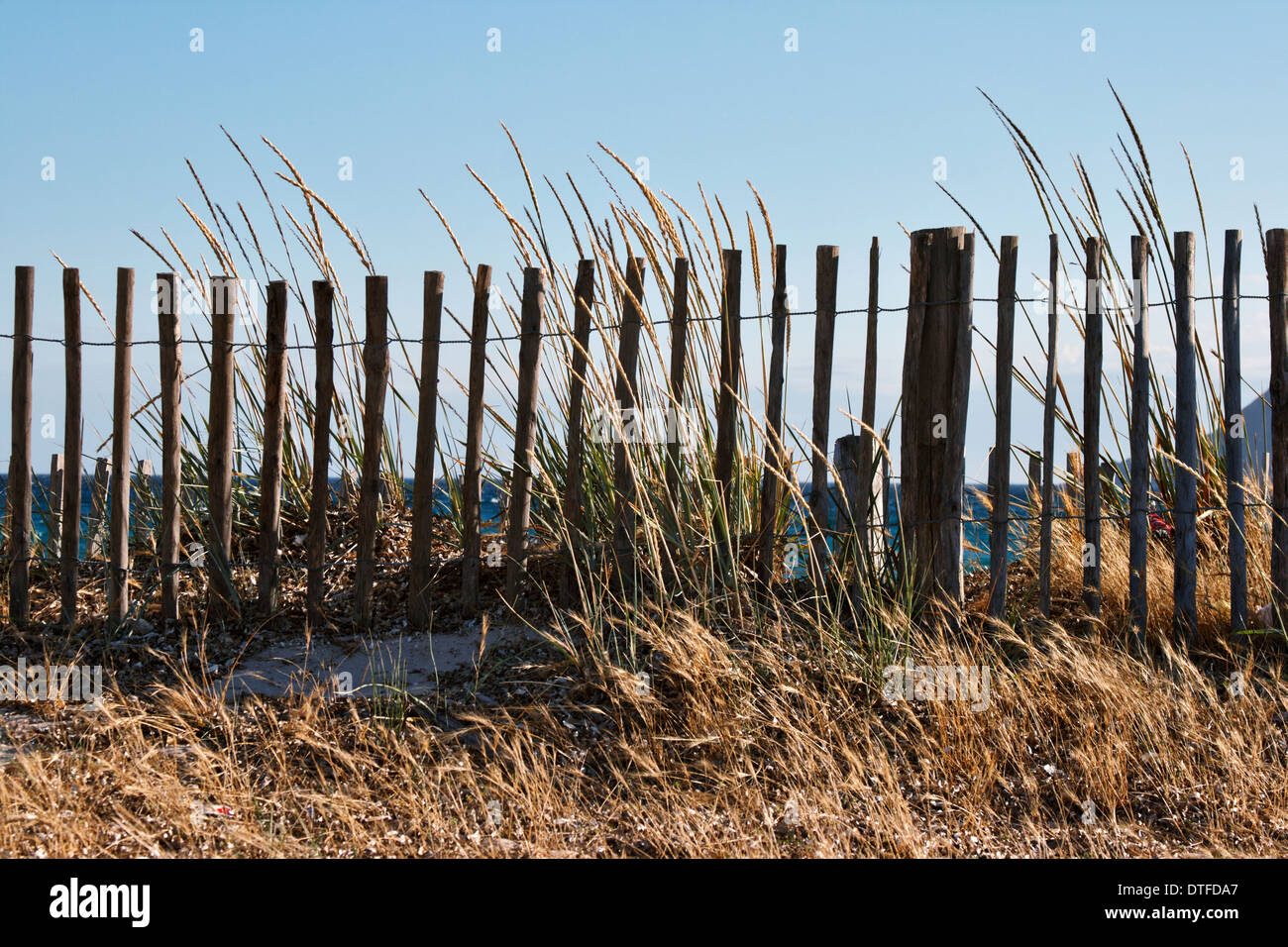 High dry grass in hi-res stock photography and images - Alamy