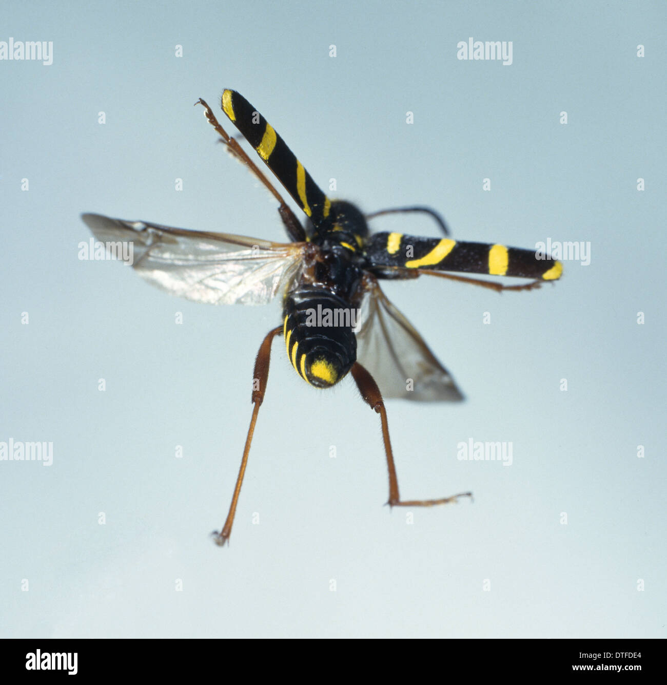 Clytus arietus, wasp beetle Stock Photo - Alamy