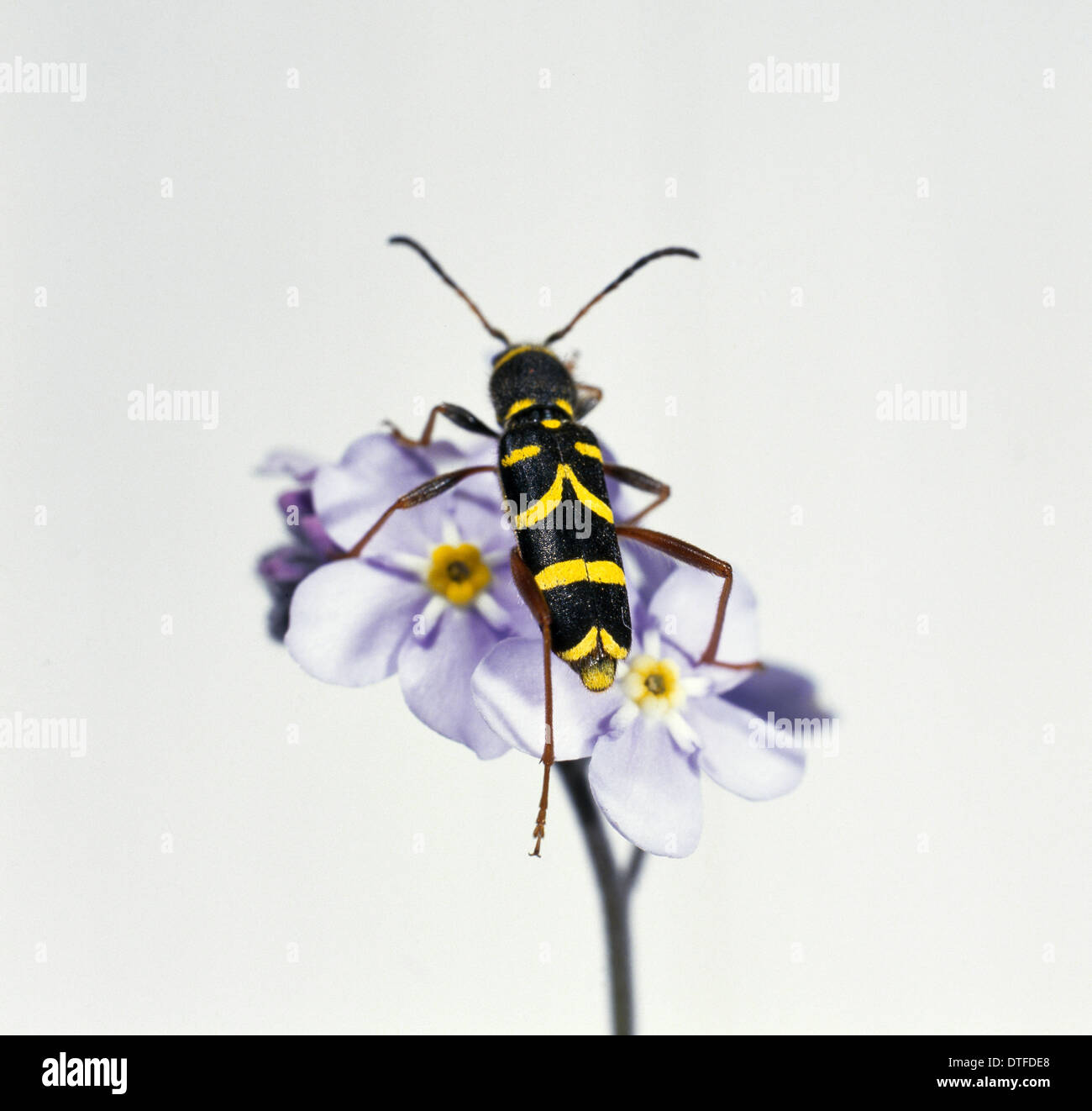 Clytus arietus, wasp beetle Stock Photo - Alamy