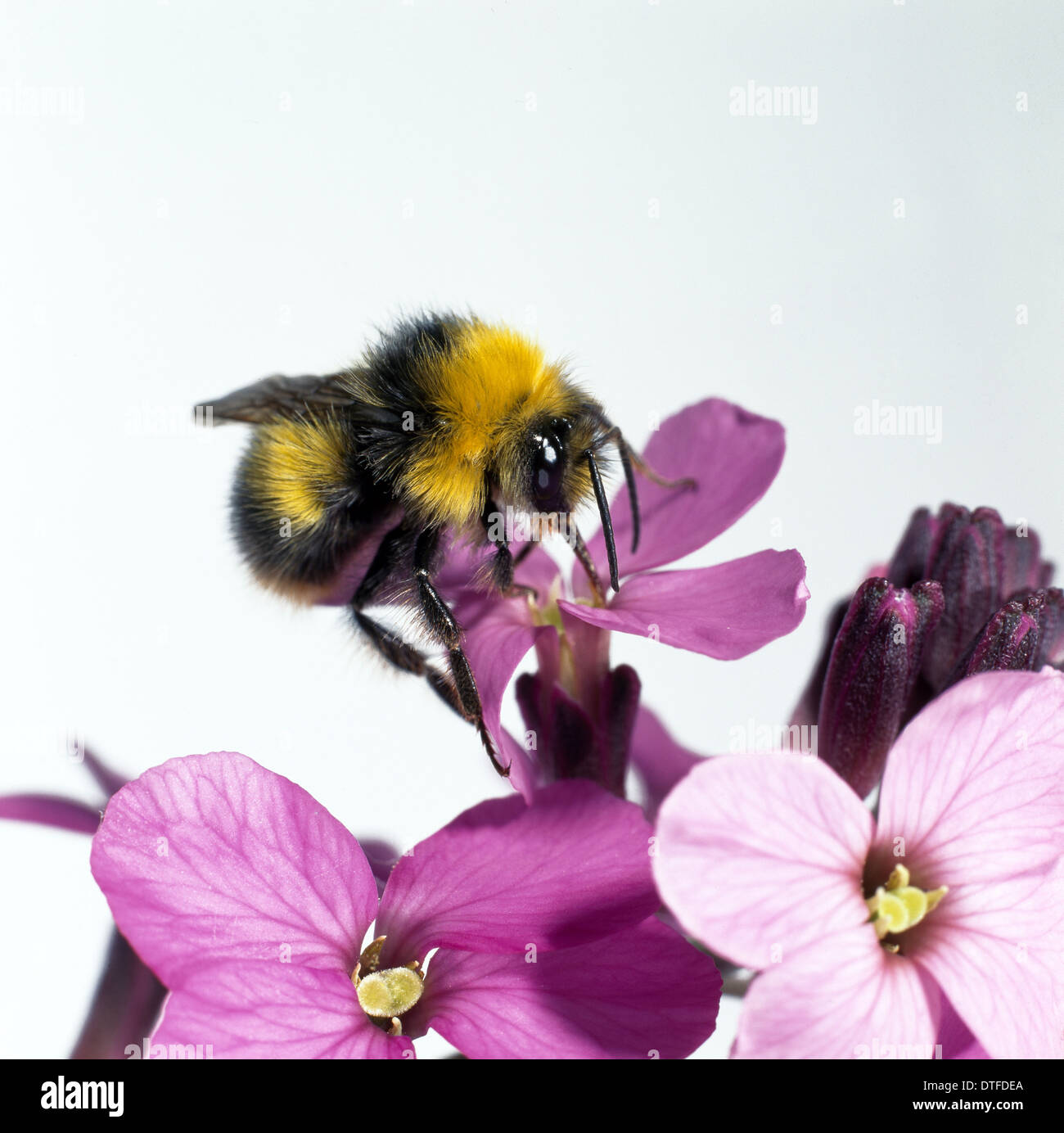 Anthophila bombus hi-res stock photography and images - Alamy