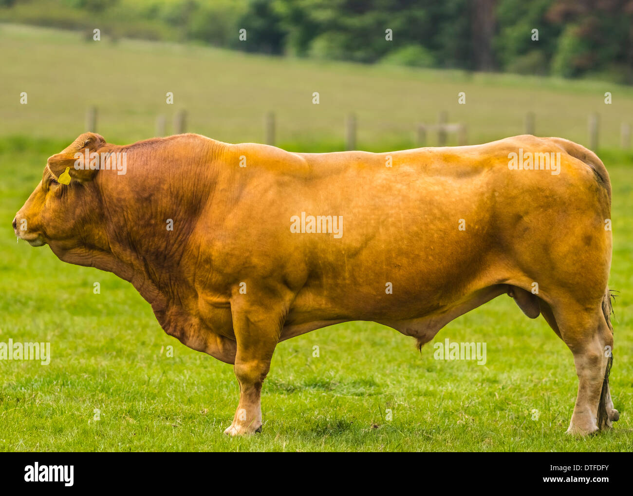 Limousin Cattle / Cow / Bull Stock Photo - Alamy