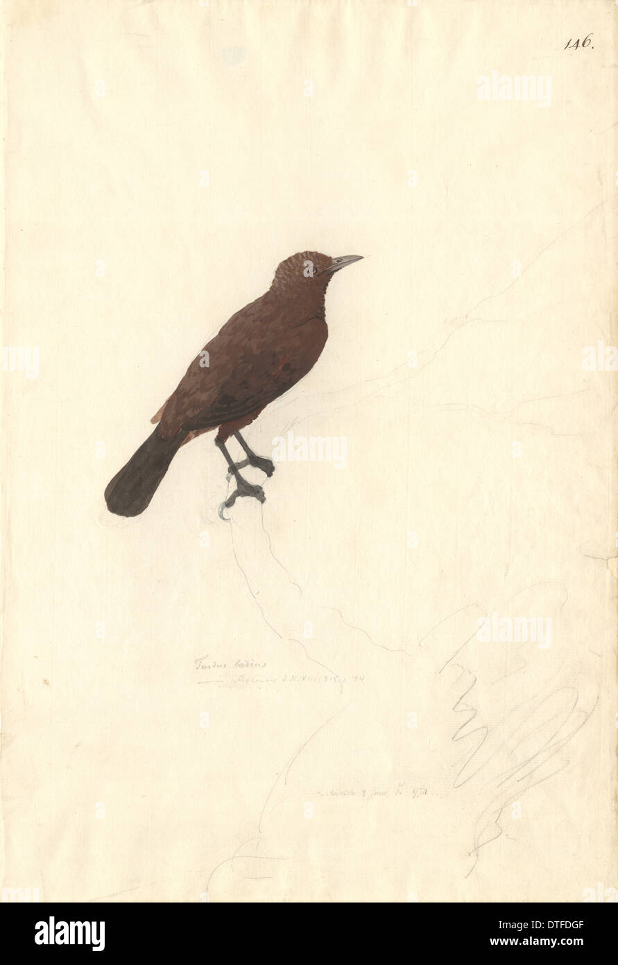 Turdus ulietensis (Turdus badius), bay thrush. Also known as the ...