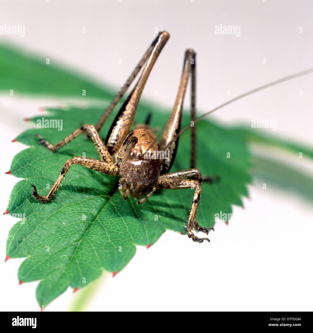 Caelifera (suborder), grasshopper Stock Photo - Alamy